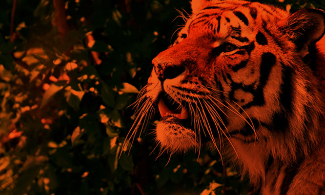 BetaShares Exchange Traded Funds | ETF Australia