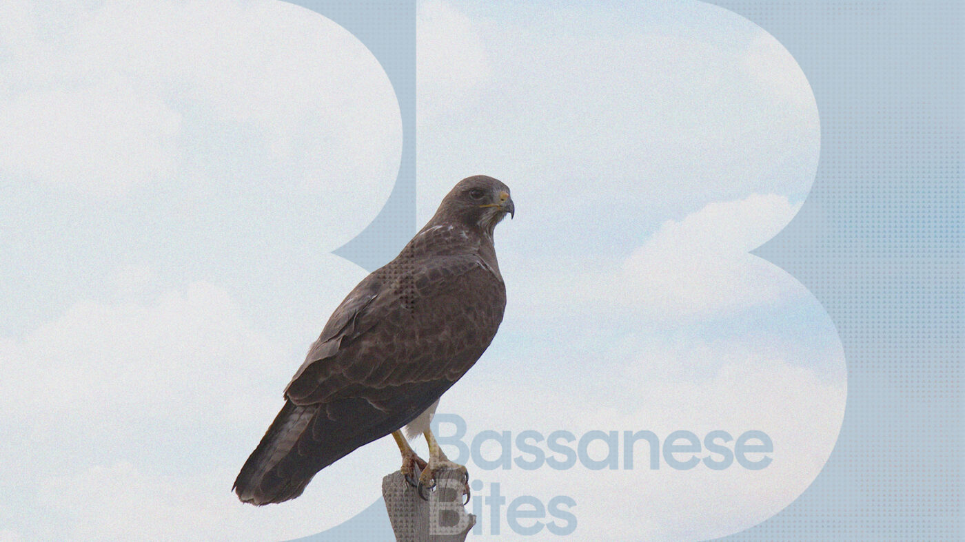 Hawkish Pause | Betashares
